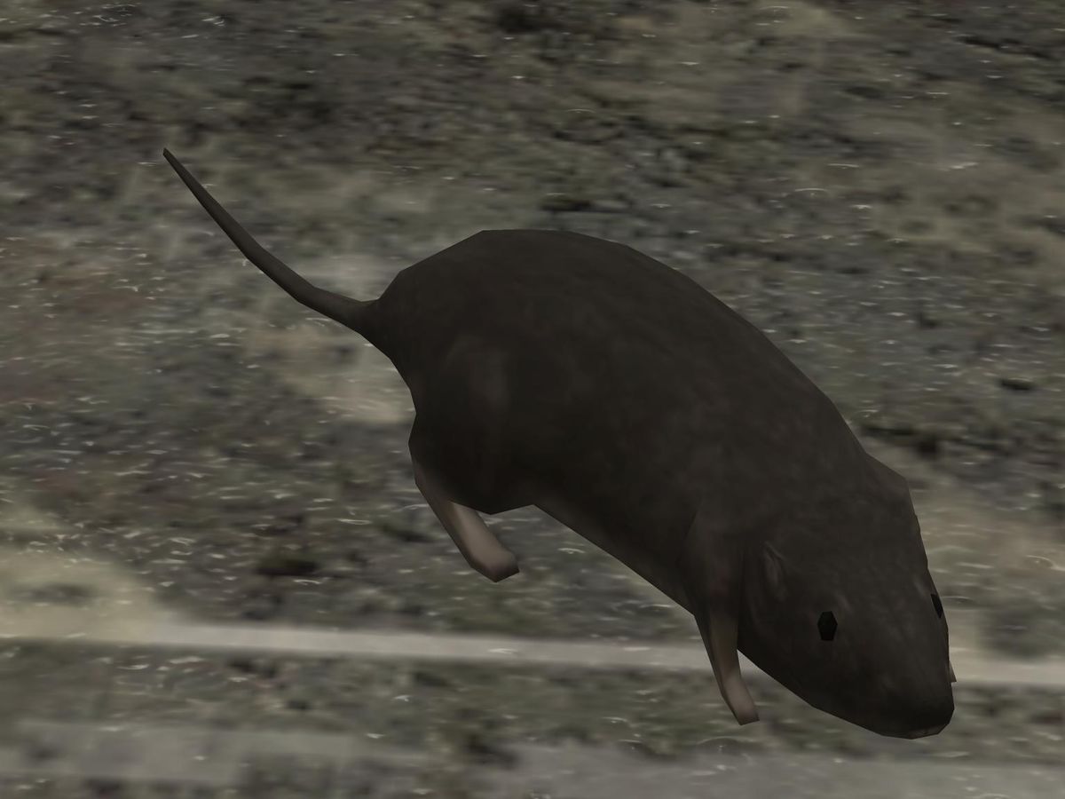 File:Rat.jpg - Halopedia, the Halo wiki