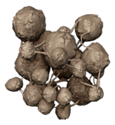 Flood spore - Species - Halopedia, the Halo wiki