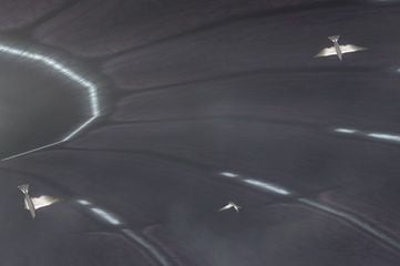 High Charity bird - Halopedia, the Halo wiki