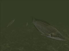 Fish - Halopedia, the Halo wiki