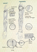 Biological augmentation - Halopedia, the Halo wiki