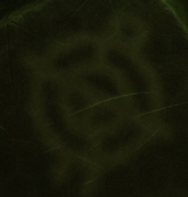 Forerunner symbols - Halopedia, the Halo wiki