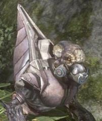 Unggoy Ultra - Halopedia, the Halo wiki