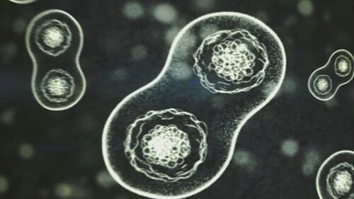 Flood attacker form - Halopedia, the Halo wiki