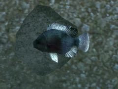 Fish - Halopedia, the Halo wiki
