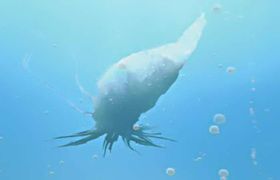 Flood tadpole - Halopedia, the Halo wiki