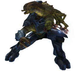 Category:Images of Flood infected Sangheili - Halopedia, the Halo wiki