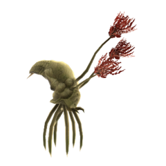 Pod infector - Species - Halopedia, the Halo wiki