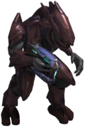 Sangheili Major - Halopedia, the Halo wiki